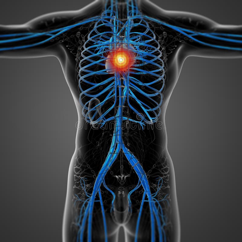 3d Render Medical Illustration of the Human Vascular System Stock ...