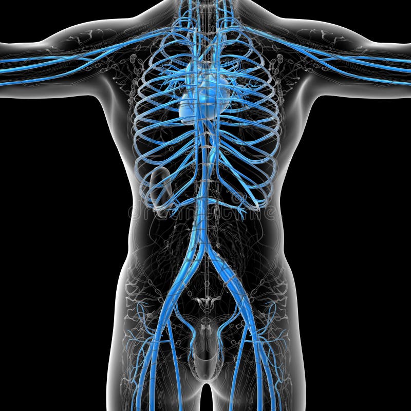 3d Render Medical Illustration of the Human Vascular System Stock ...
