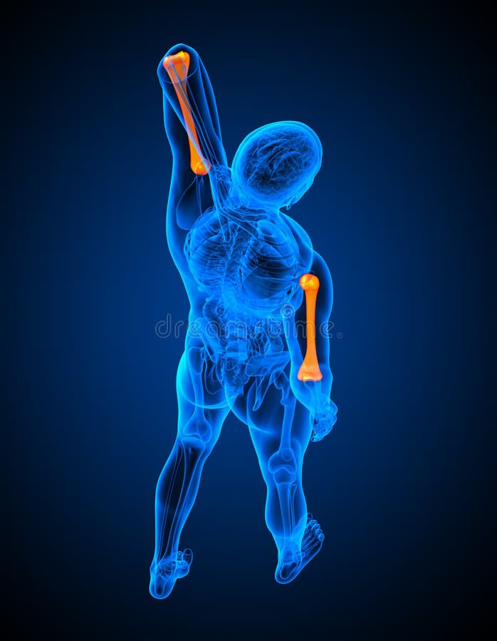 3d Render Medical Illustration of the Humerus Bone Stock Illustration ...