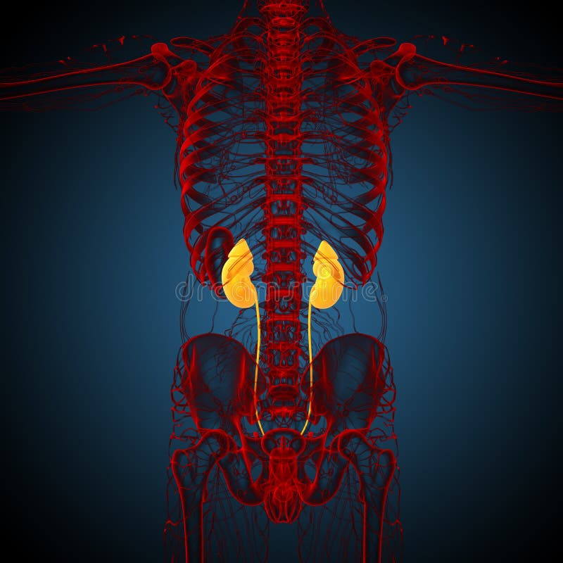 Medical Kidney Stock Illustrations – 13,126 Medical Kidney Stock ...