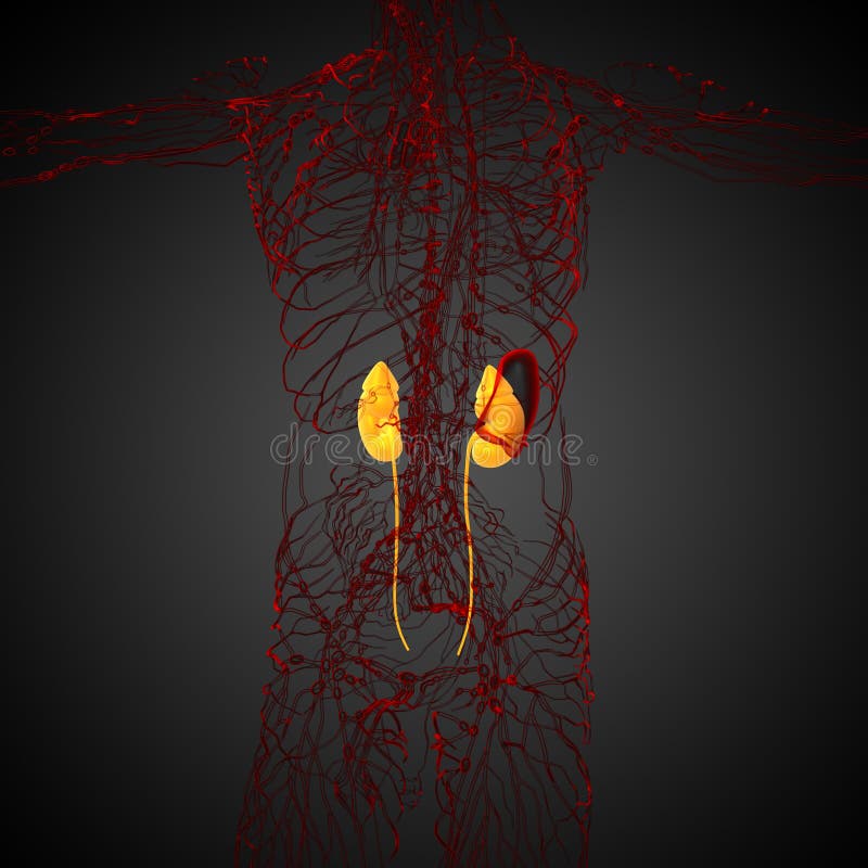 3d Render Medical Illustration of the Kidney Stock Illustration ...