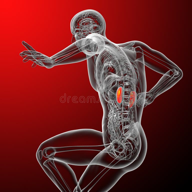 3d Render Medical Illustration of the Kidney Stock Illustration ...