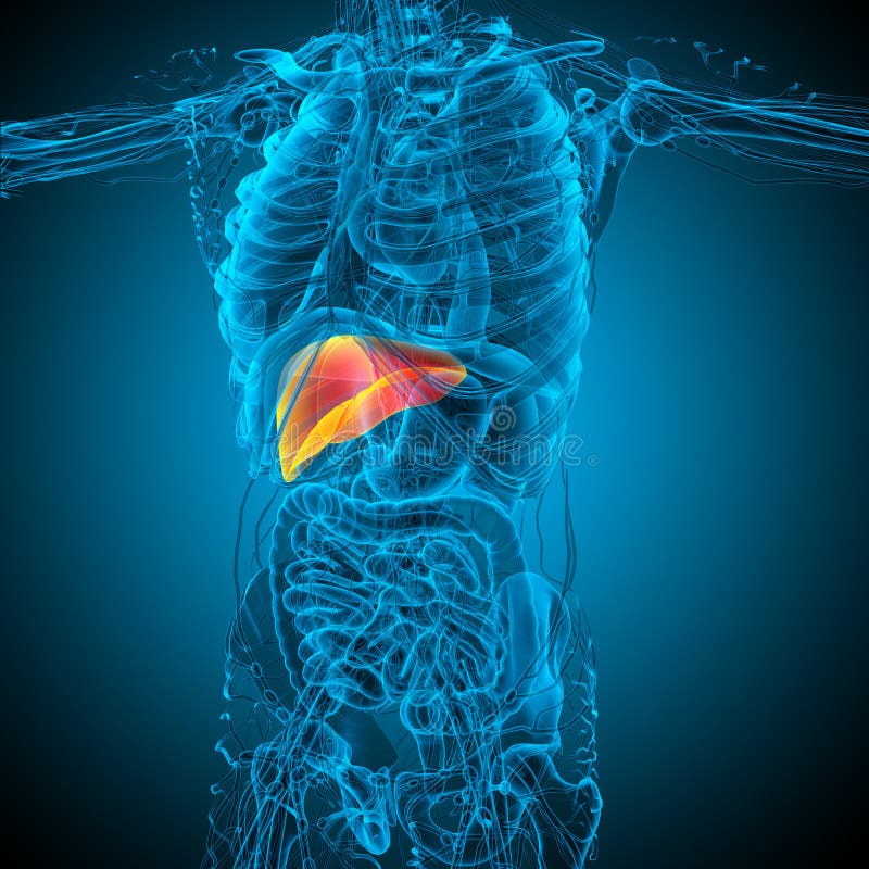 3d Render Medical Illustration of the Liver Stock Illustration ...