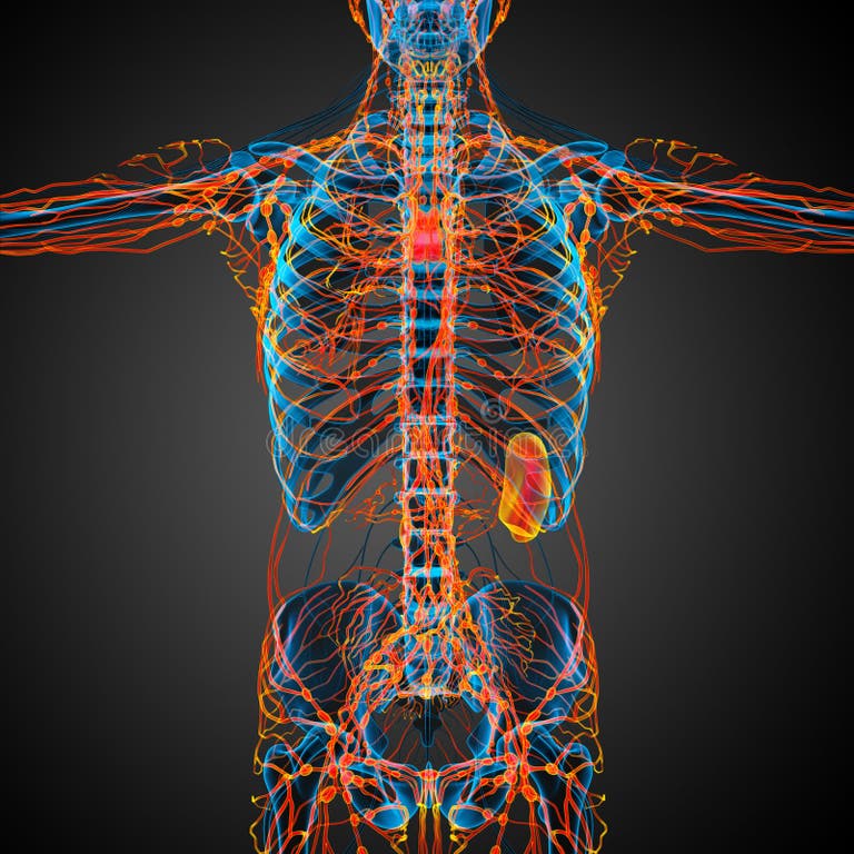 3d Render Medical Illustration of the Lymphatic System Stock ...