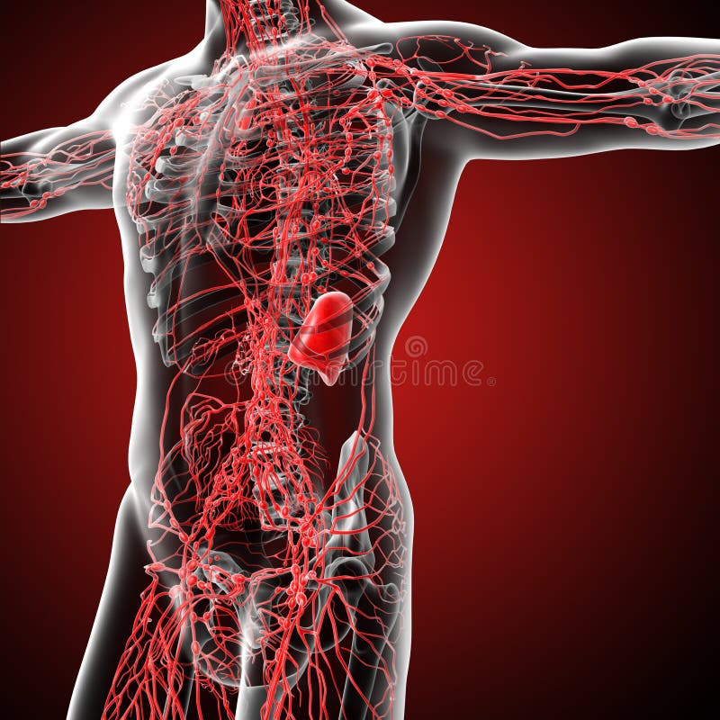 Lymphatic system stock illustration. Illustration of median - 42318552