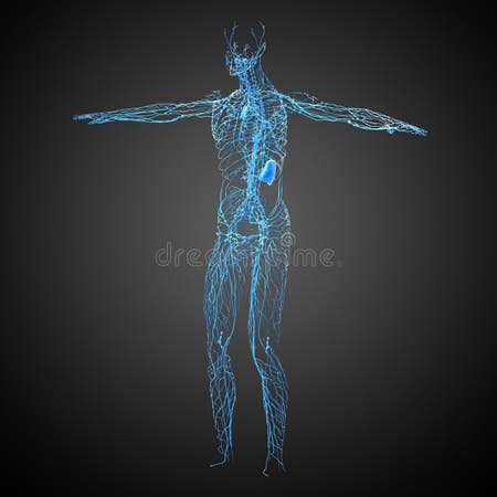 3d Render Medical Illustration of the Lymphatic System Stock ...