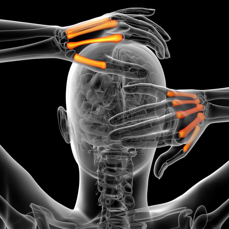 3d Render Medical Illustration of the Metacarpal Bone Stock ...