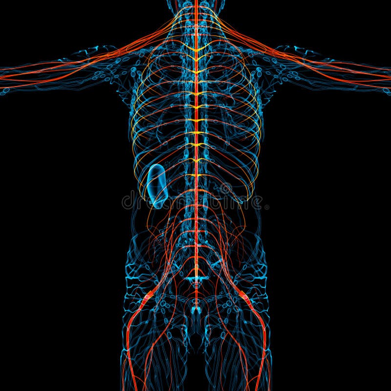 3d Render Medical Illustration of the Nerve System Stock Illustration ...