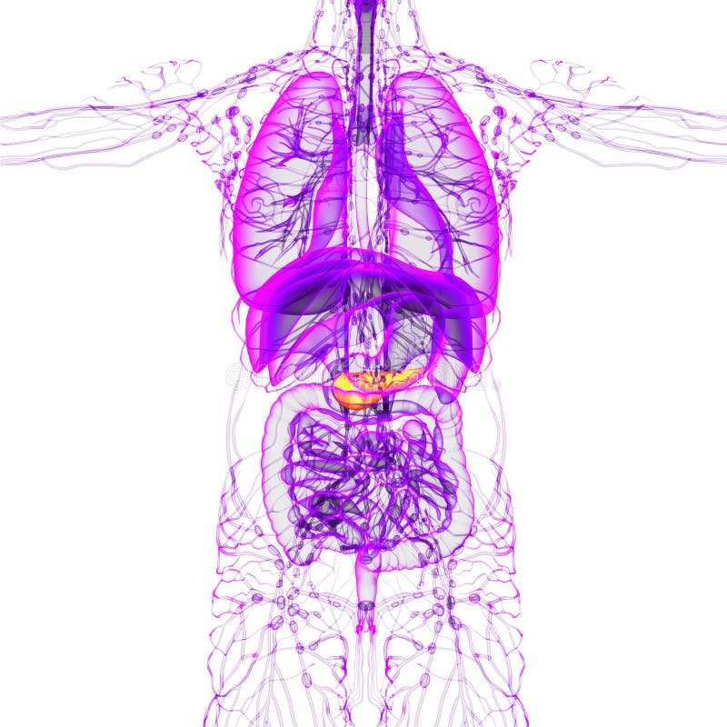 3d Render Medical Illustration of the Pancreas Stock Illustration ...