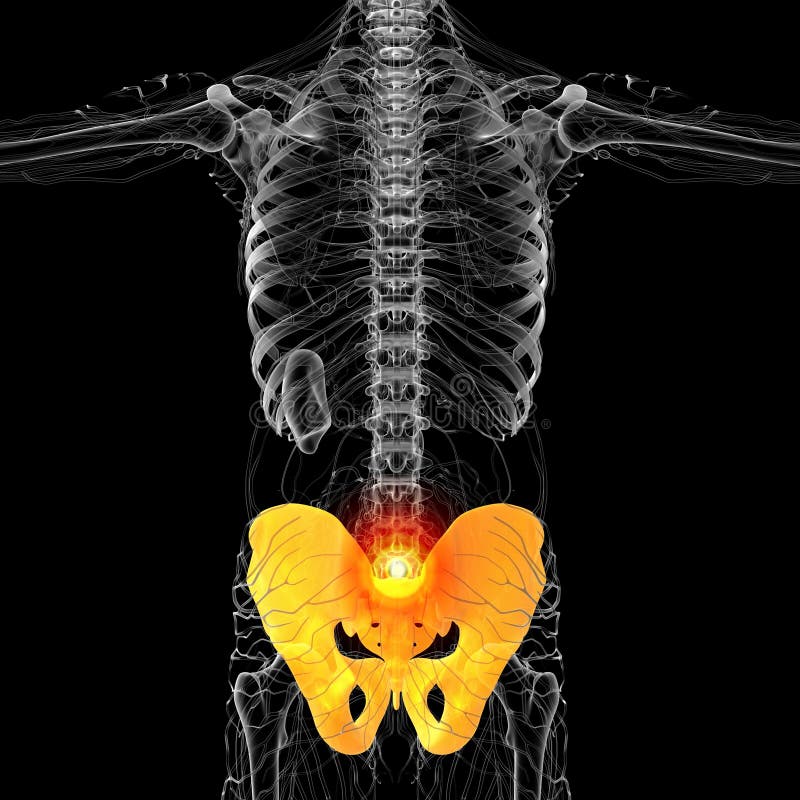 3d Render Medical Illustration of the Pelvis Bone Stock Illustration ...