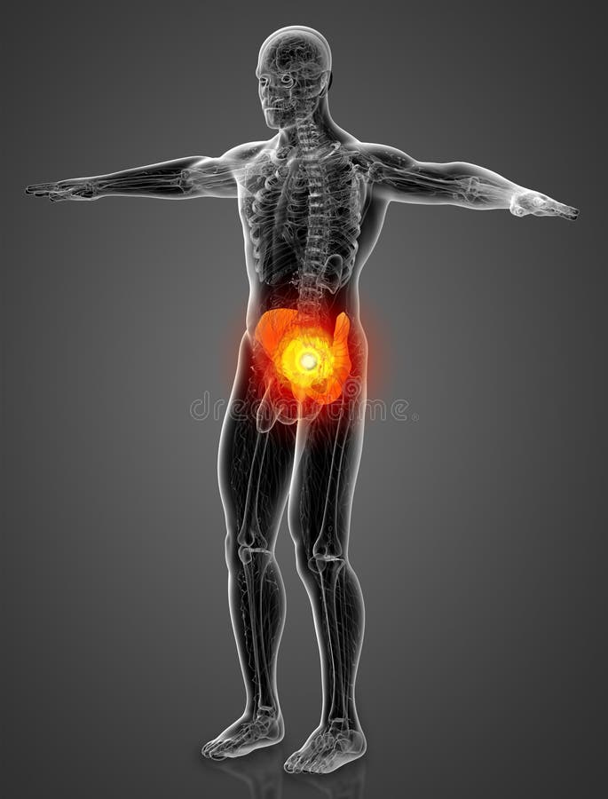 3d Render Medical Illustration of the Pelvis Bone Stock Illustration ...