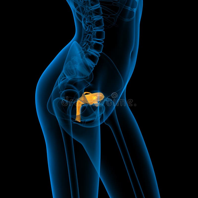 3d Render Medical Illustration of the Reproductive System Stock ...