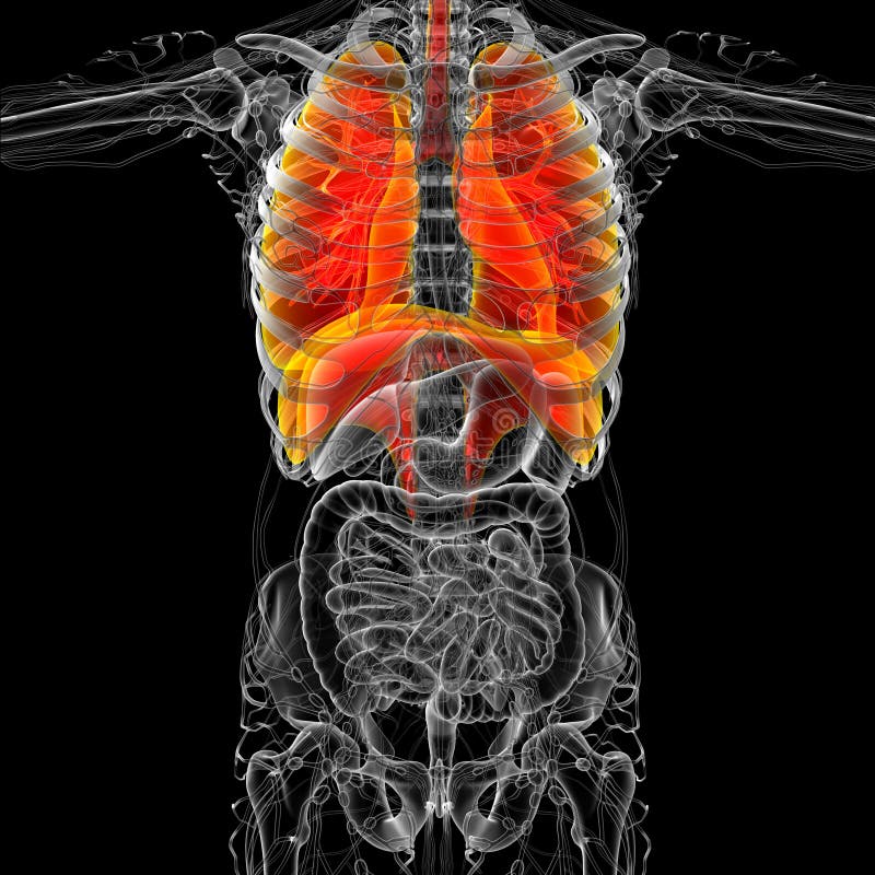 3d Render Medical Illustration of the Respiratory System Stock ...