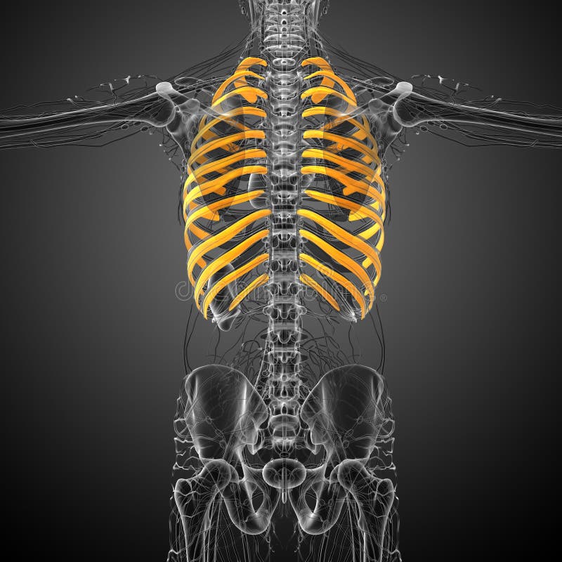 Lungs and Rib Cage Posterior View Stock Illustration - Illustration of ...