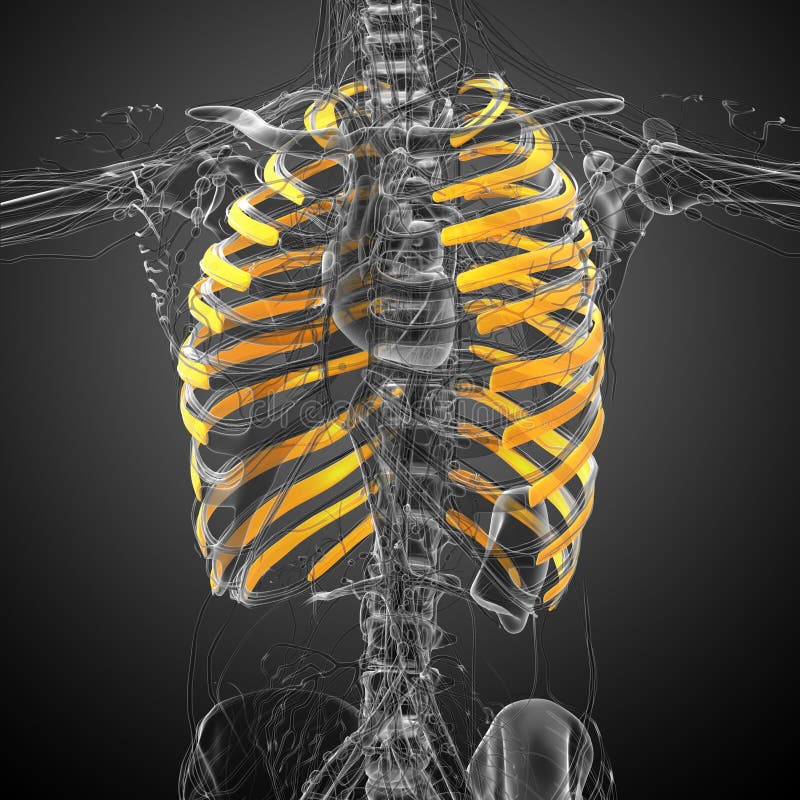 3d Render Medical Illustration of the Ribcage Stock Illustration ...