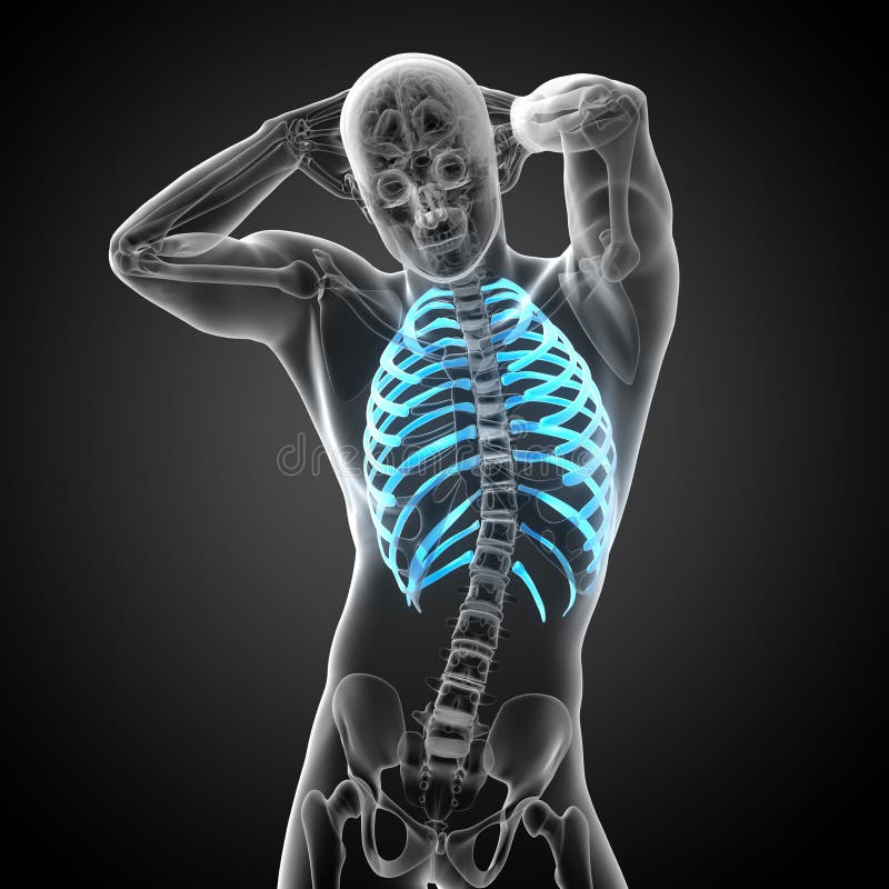 3d Render Medical Illustration of the Ribcage Stock Illustration ...