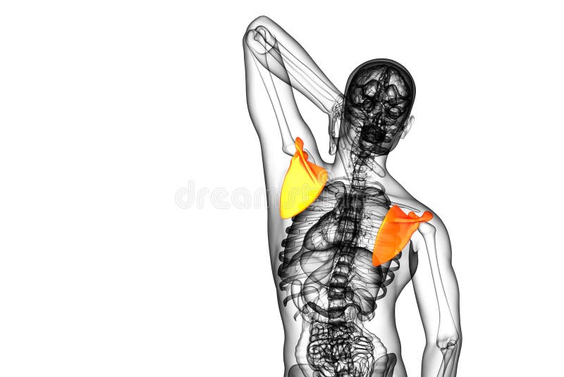 3d Render Medical Illustration of the Scapula Bone Stock Illustration ...