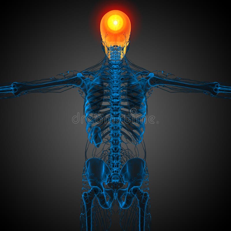 3d Render Medical Illustration of the Skull Stock Illustration ...