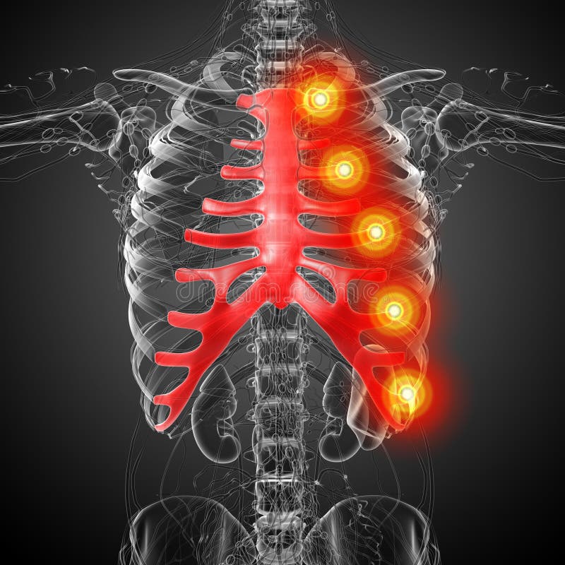 3d Render Medical Illustration of the Sternum and Cartilage Stock ...