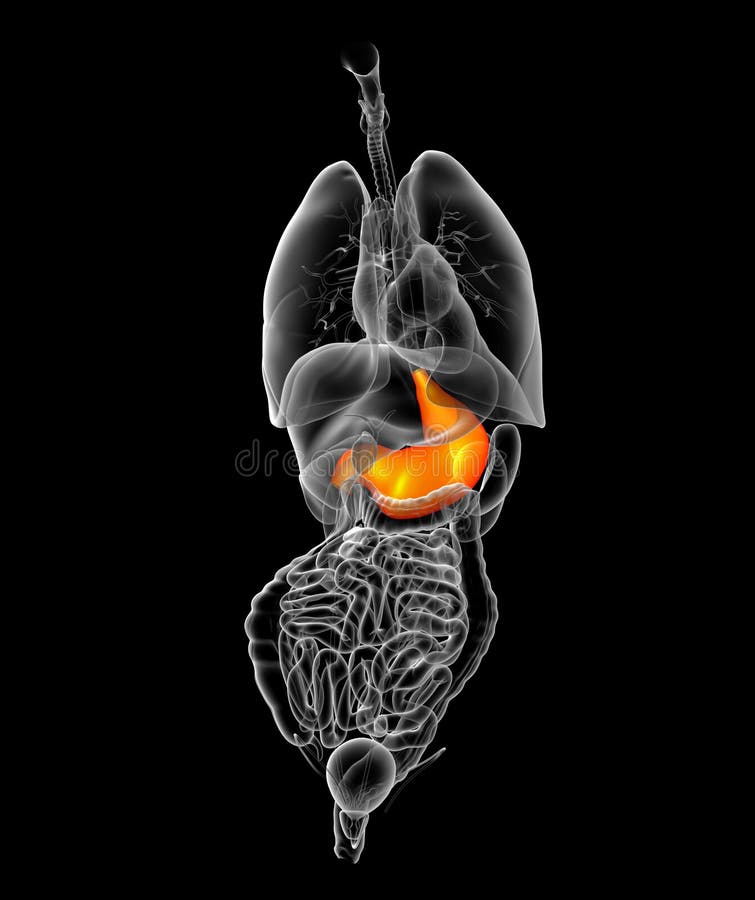 3d Render Medical Illustration of the Stomach Stock Illustration ...
