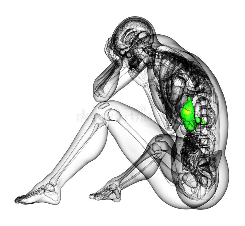 3d Render Medical Illustration of the Stomach Stock Illustration ...