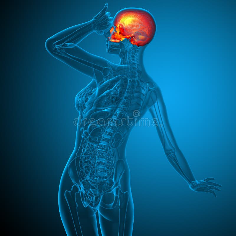 3d Render Medical Illustration of the Upper Skull Stock Illustration ...