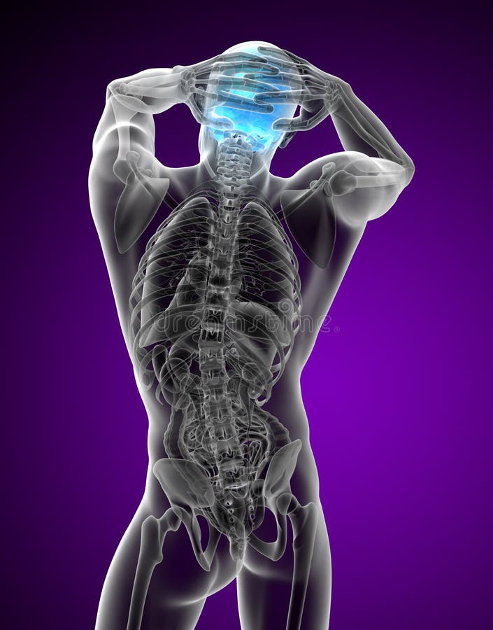 Human Skull Back View Stock Illustrations – 354 Human Skull Back View ...