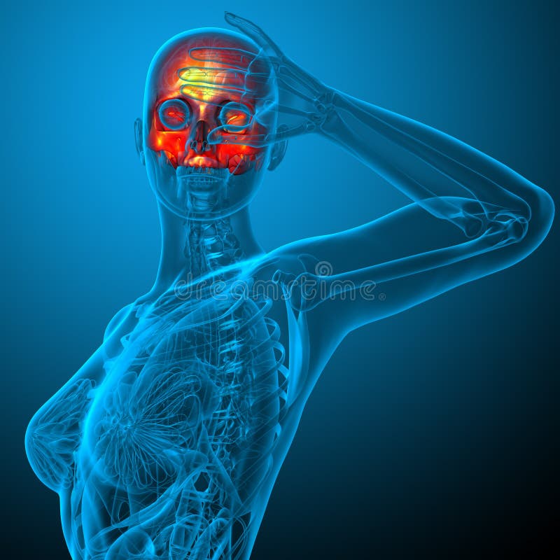 3d Render Medical Illustration of the Upper Skull Stock Illustration ...