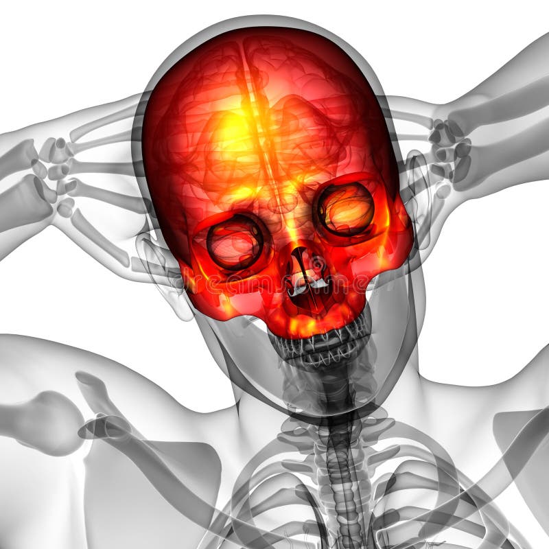 3d Render Medical Illustration of the Upper Skull Stock Illustration ...