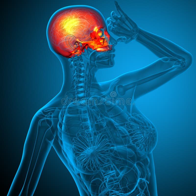 3d Render Medical Illustration of the Upper Skull Stock Illustration ...