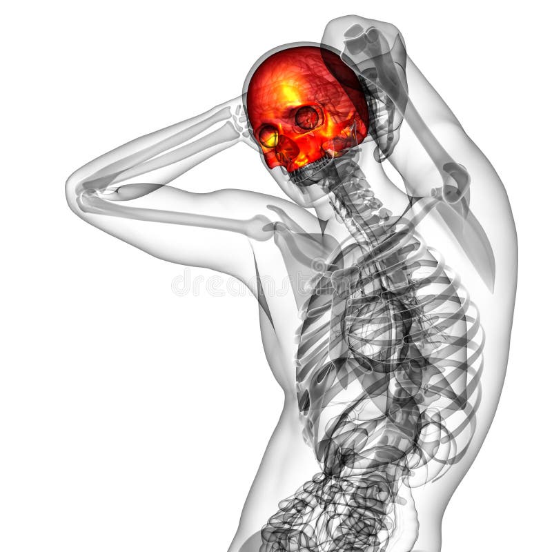 3d Render Medical Illustration of the Upper Skull Stock Illustration ...