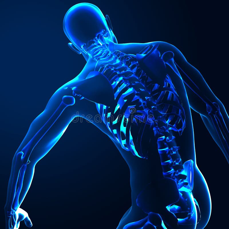 3d Render of a Medical Image of a Male Figure Stock Illustration ...