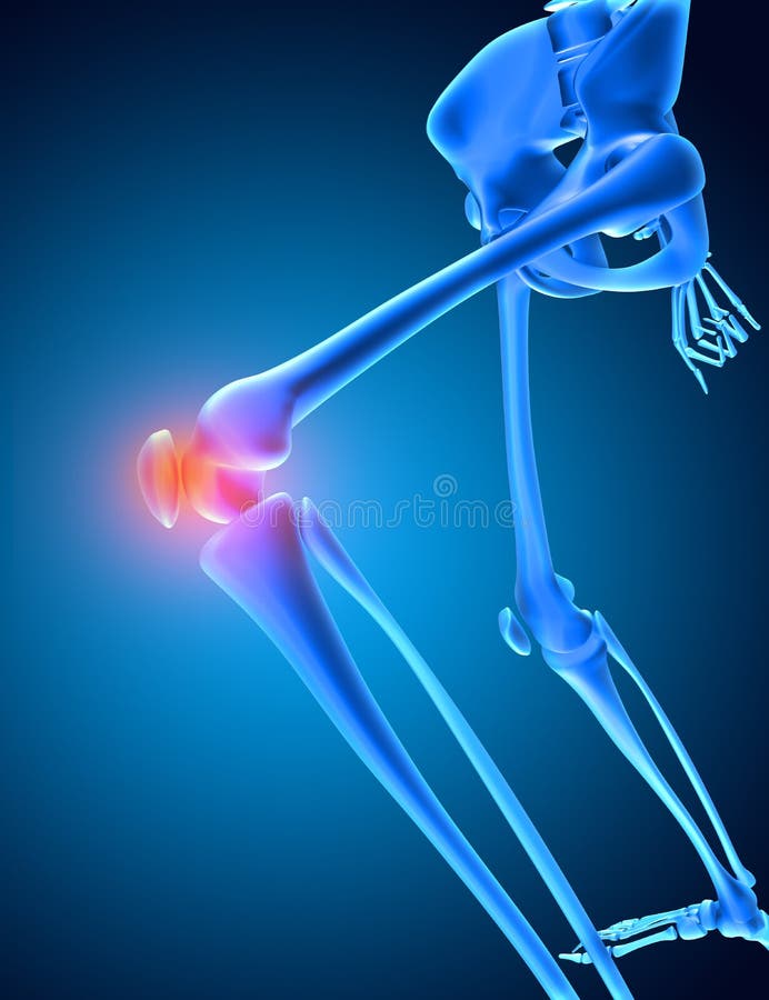 3D Medical Image of a Skeleton with Knee Bone Highlighted Stock ...