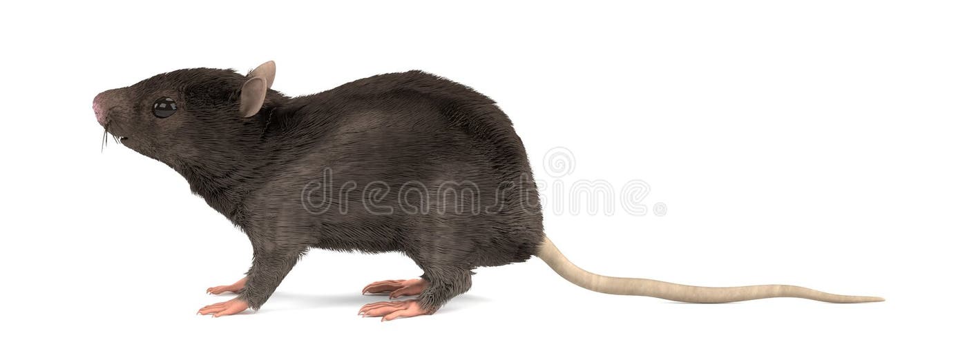 Mus Musculus Stock Illustrations – 422 Mus Musculus Stock Illustrations ...