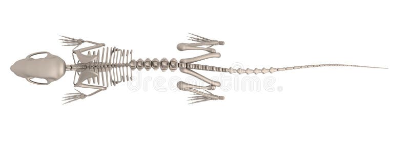 3d Render of Mouse Skeleton Stock Illustration - Illustration of mouse ...
