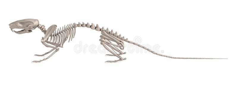 Mouse skeleton 3d stock illustration. Illustration of mouse - 23706682
