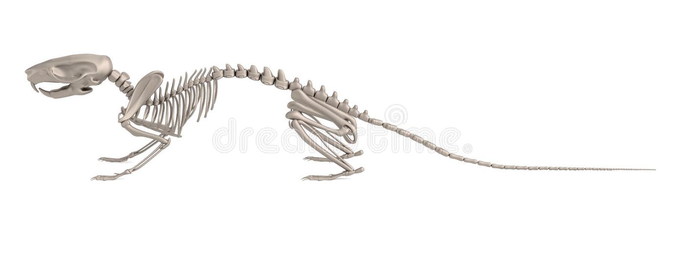 Rat Skeleton Stock Illustrations – 154 Rat Skeleton Stock Illustrations ...