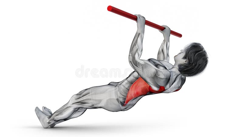 3d Render of Muscular Character Doing Lats Bodyweight Inverted Row on ...