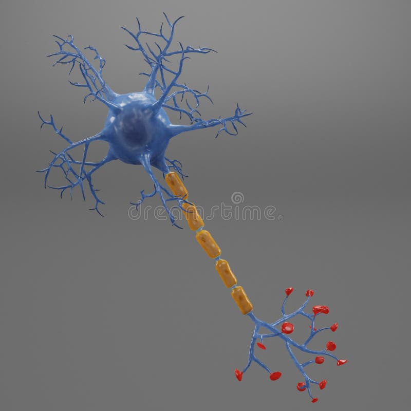 3d render of neuron stock illustration. Illustration of system - 37229567