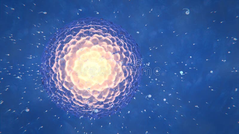 3d Render Ovulation Women Sperm and Egg Stock Illustration ...
