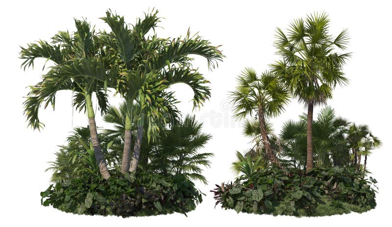 3d Render Palm Trees on a White Background Stock Illustration ...