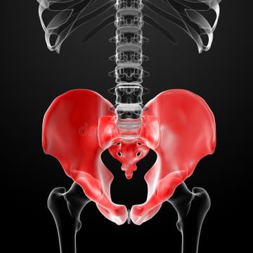 Groin Background Stock Illustrations – 260 Groin Background Stock ...