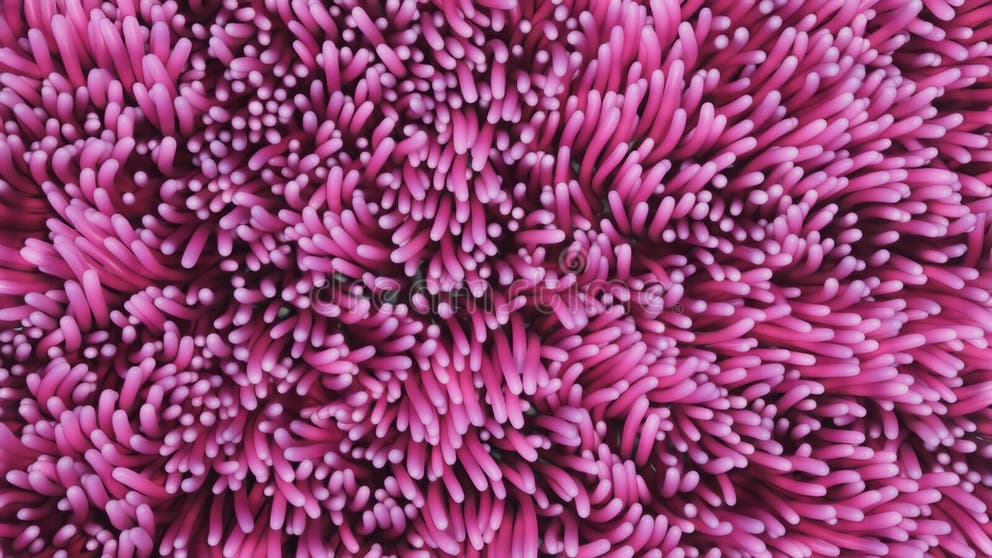 3d Render of Pink Algae Anemones Swaying Underwater Stock Illustration ...