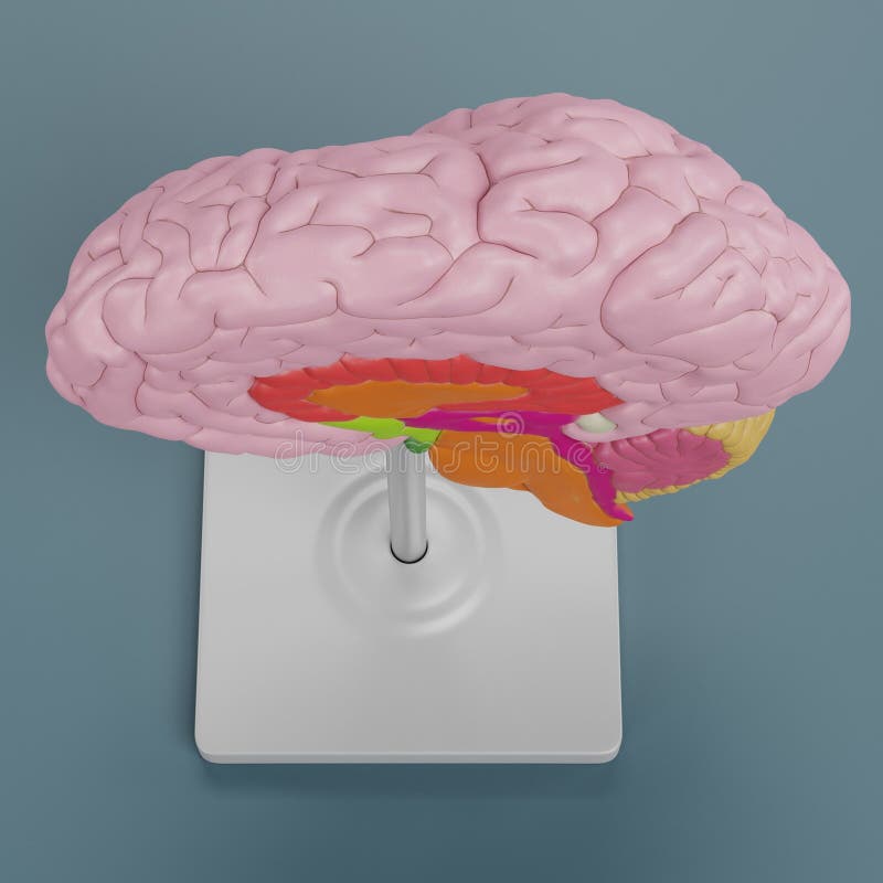 3D Render of Plastic Brain Model Stock Illustration - Illustration of ...