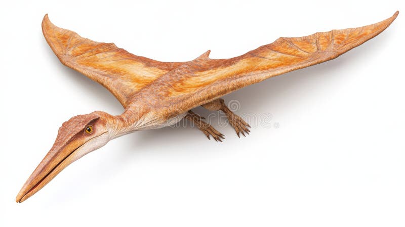 3D Render of Pterosaur Flying, Isolated on White Background ...