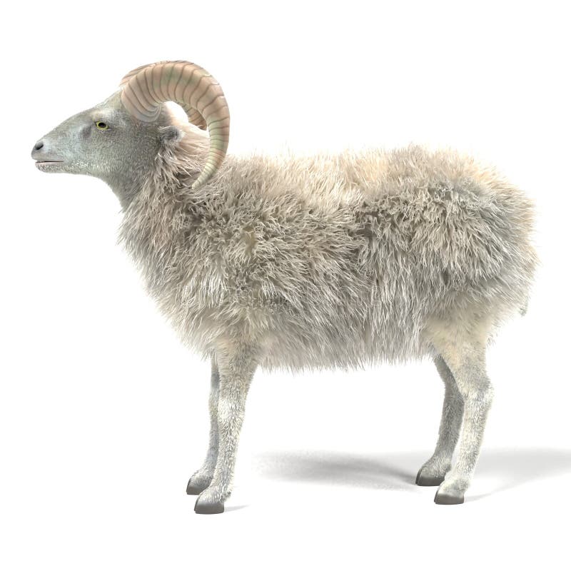 3D Render of Ram stock illustration. Illustration of ranch - 105706428