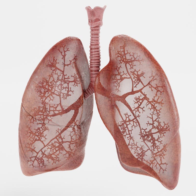 3D Render of Respiratory System Stock Illustration - Illustration of ...