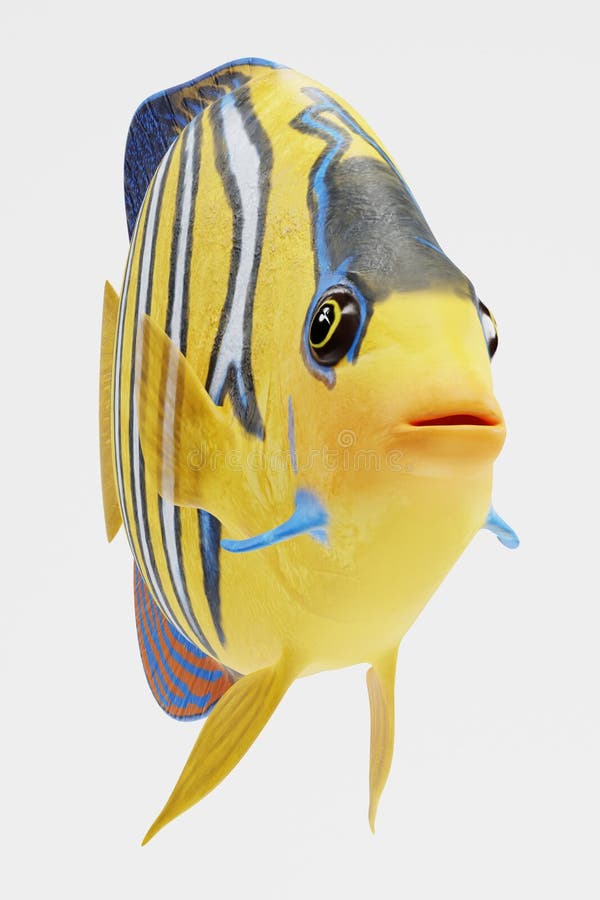 Regal Angelfish Stock Illustrations – 67 Regal Angelfish Stock ...