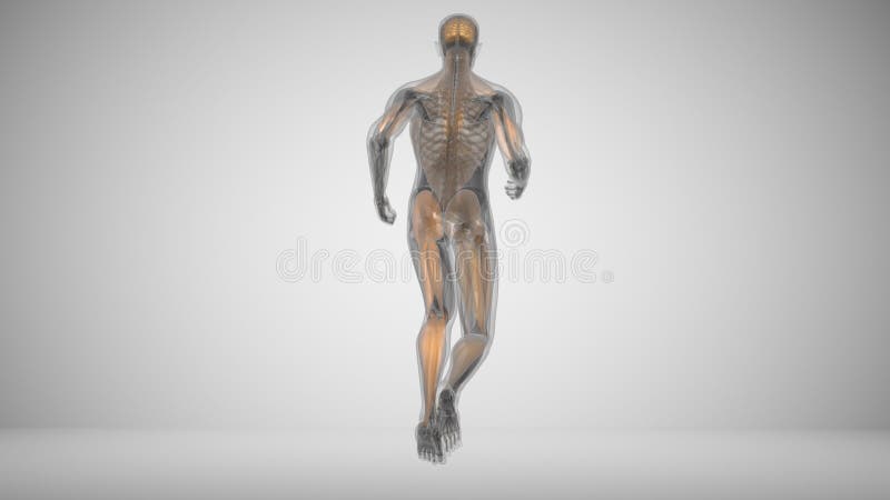 3d Render of a Running Man with Muscle Lighting Stock Illustration ...