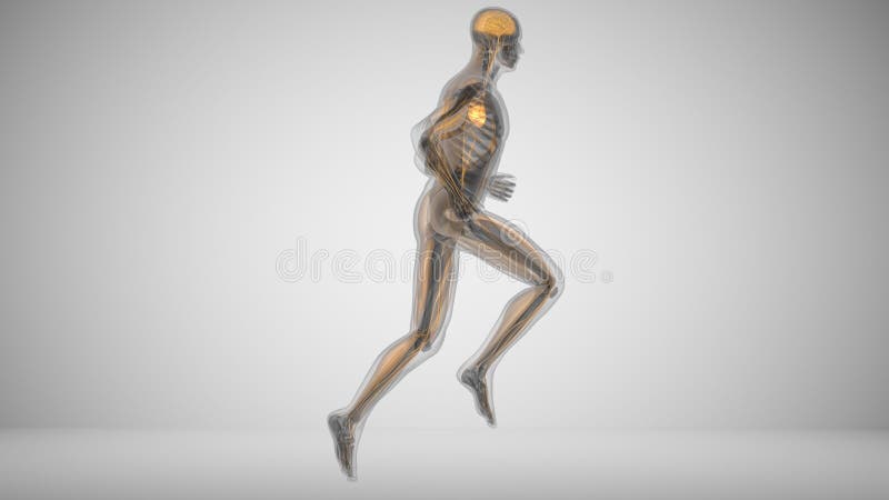 Muscle Anatomy Running Man Stock Illustrations – 343 Muscle Anatomy ...